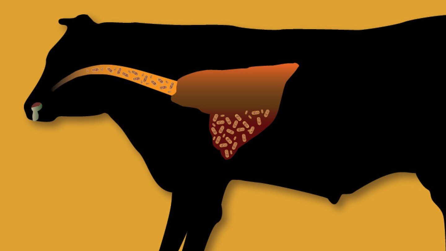 7 Things to Know or Do about BRD - Bovine Vet