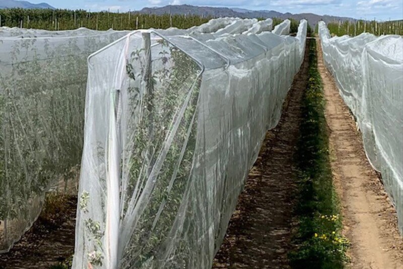 Drape Net gives crops a layer of protection - The Packer - Fruit and ...