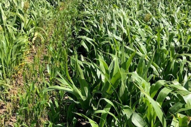 Take Precautions Against Toxicity of Sorghum Forages