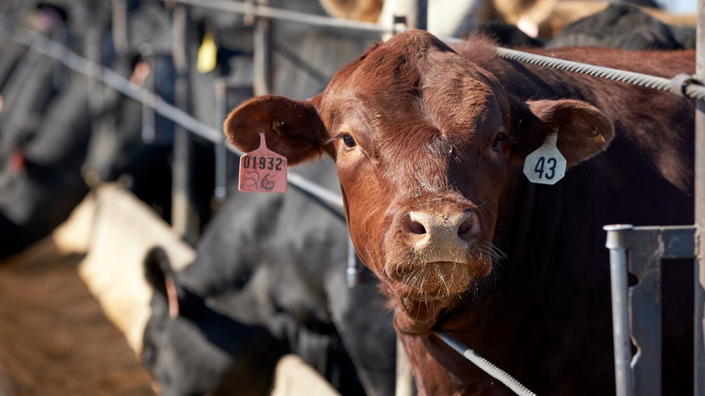 USDA Continues to Host Listening Sessions on Cattle Contracts Library ...