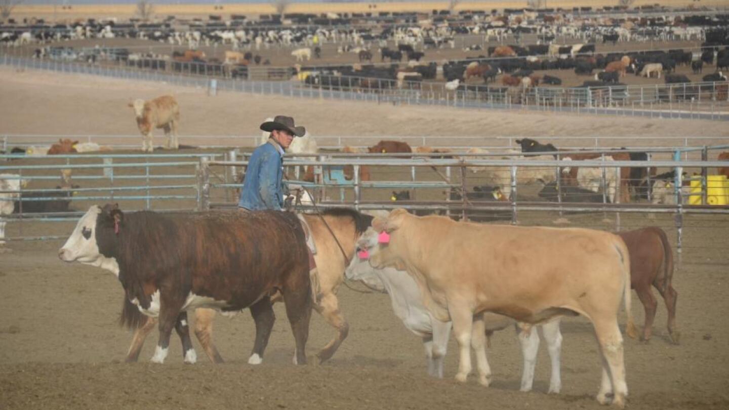 Training Labor to Detect BRD Early is Critical, and a Challenge ...