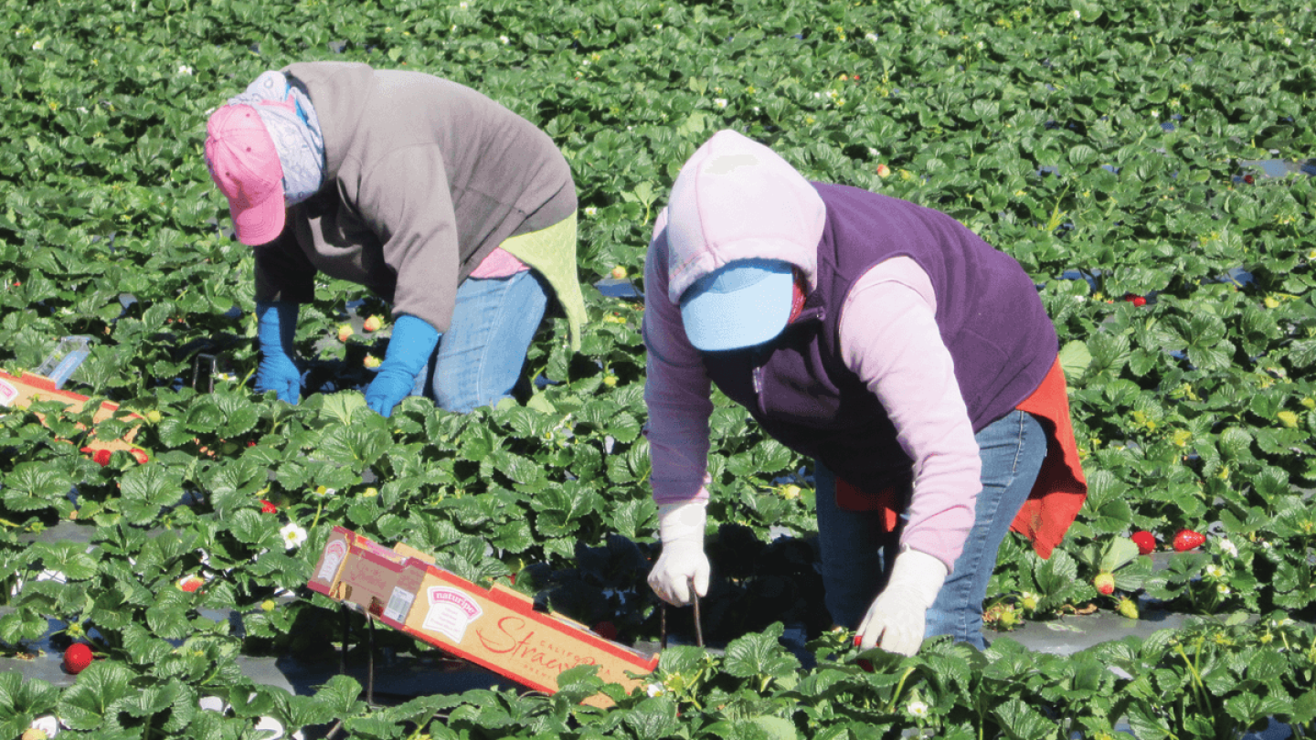 U.S. Department of Labor issues final rule to modernize H-2A program ...