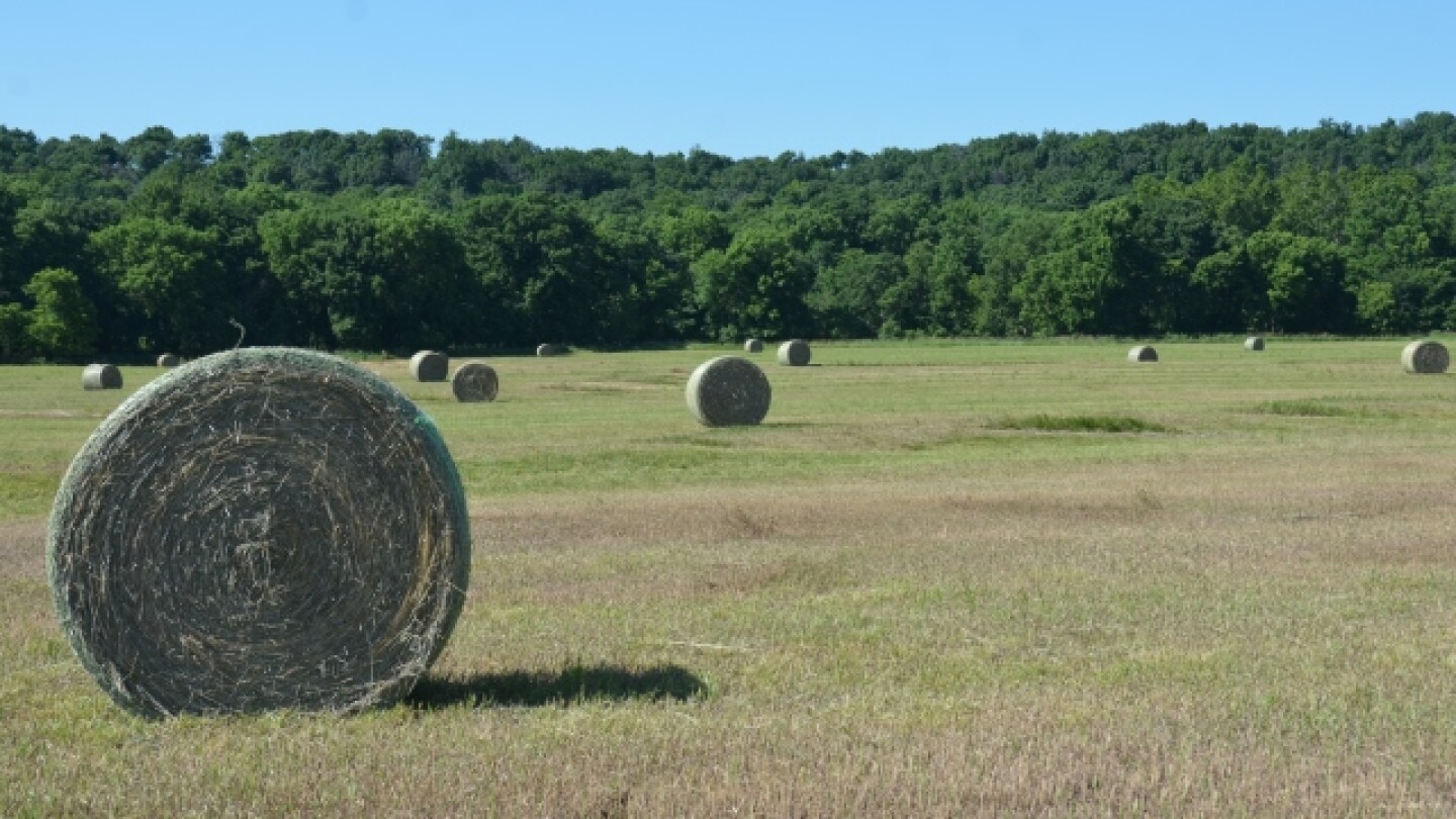 Using Warm Season Annuals to Restore Hay and Grazing Inventory