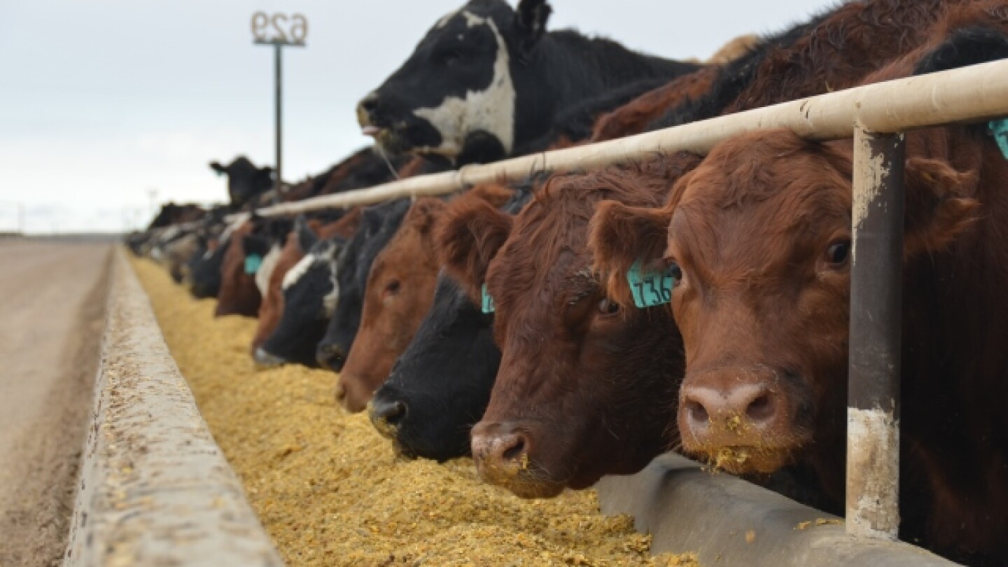 New Science-Based Probiotic Introduced for Feedlot Cattle - Bovine Vet