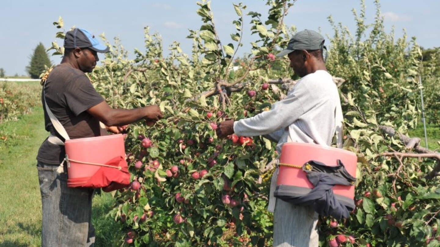 How Canada Approaches Seasonal Farm Labor - The Packer