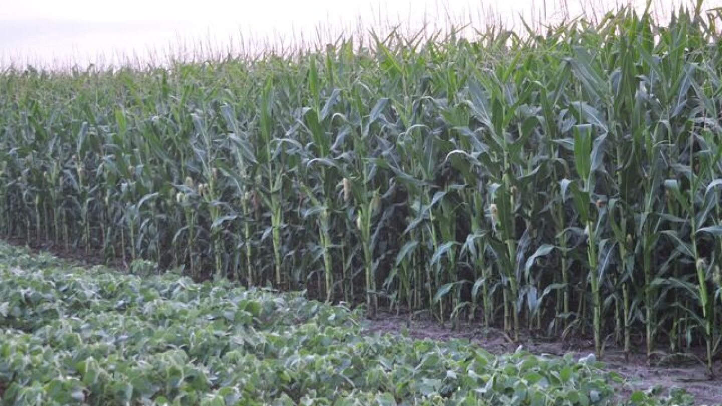 Help Crops Fix Nitrogen, Save 25 to 50 Pounds Annually - AgWeb