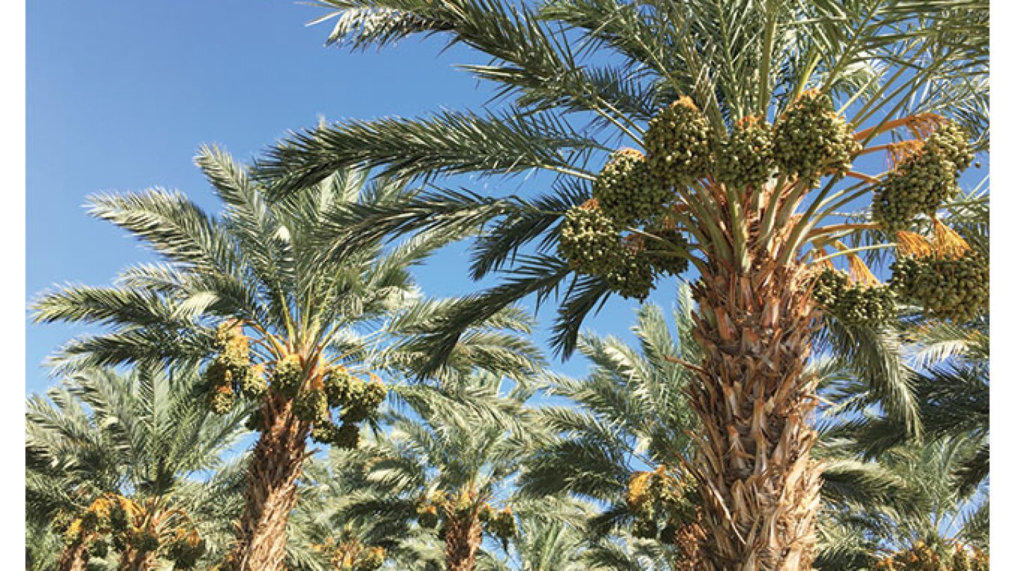 Good year for dates, marketers say - The Packer