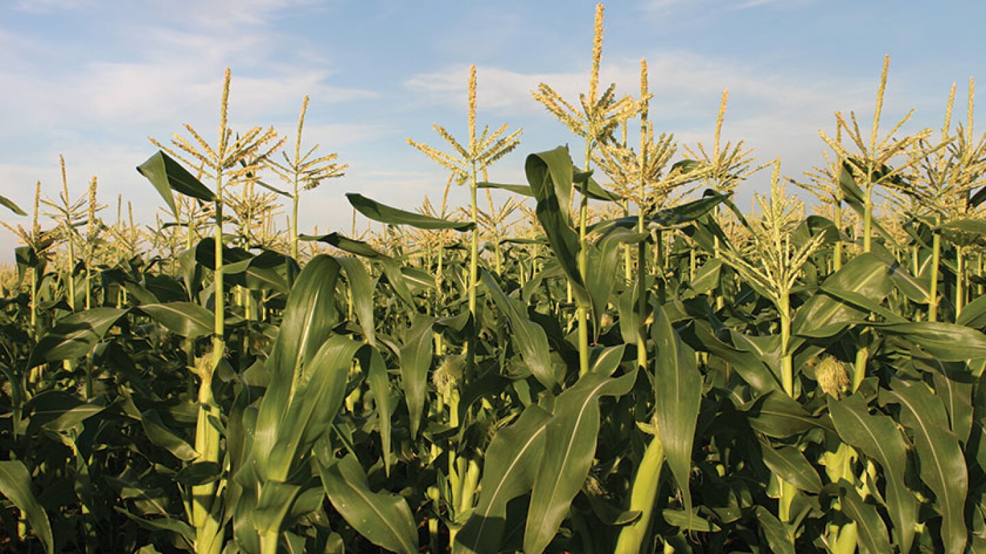 U.S. Weekly Crop Conditions Take a Hit, Catching Traders by Surprise ...