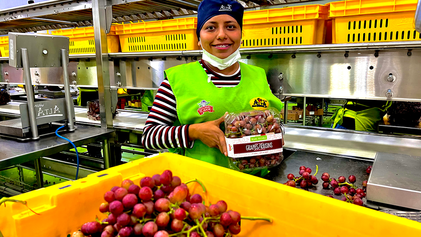 Spring grape shipments get rolling - The Packer - Fruit and Vegetable ...