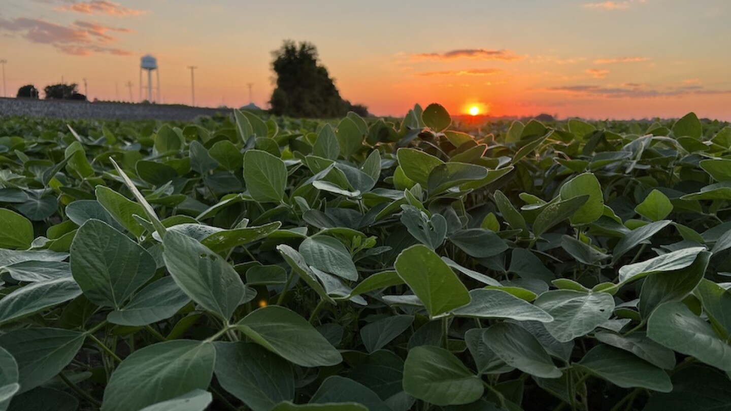 Did Illinois Just Unlock the Secret to Solving World Hunger? - AgWeb