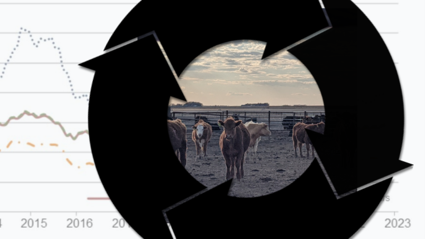 The Cattle Cycle: What You Need to Know Today - Drovers