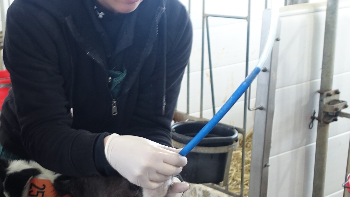 Calf Tube Feeding Done Right - Bovine Vet