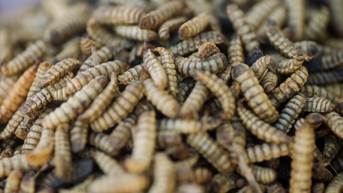 London Insect Farm Hatches Plan for Greener Way to Feed Animals - Pork ...