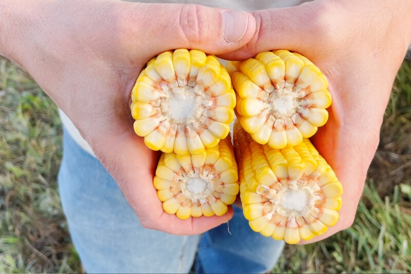 USDA's January Grain Stocks Reports Shocked The Market One Year Ago ...