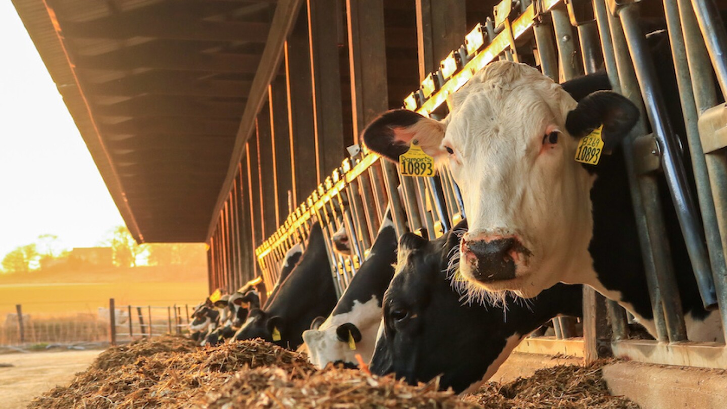 The Beefy Secrets of Cull Cow Profitability - Dairy Herd