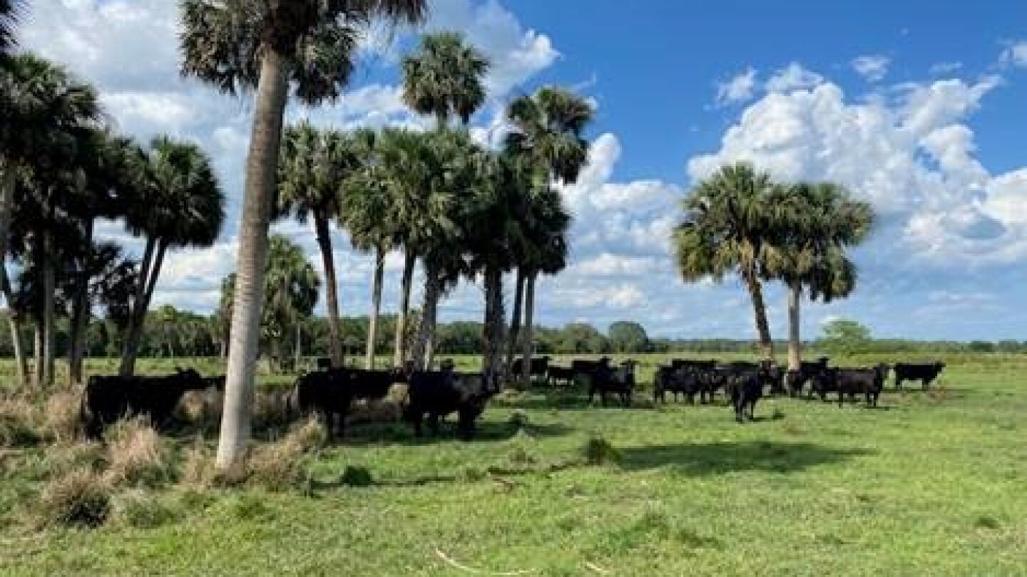 Matching Cattle Genetics to the Environment - Bovine Vet