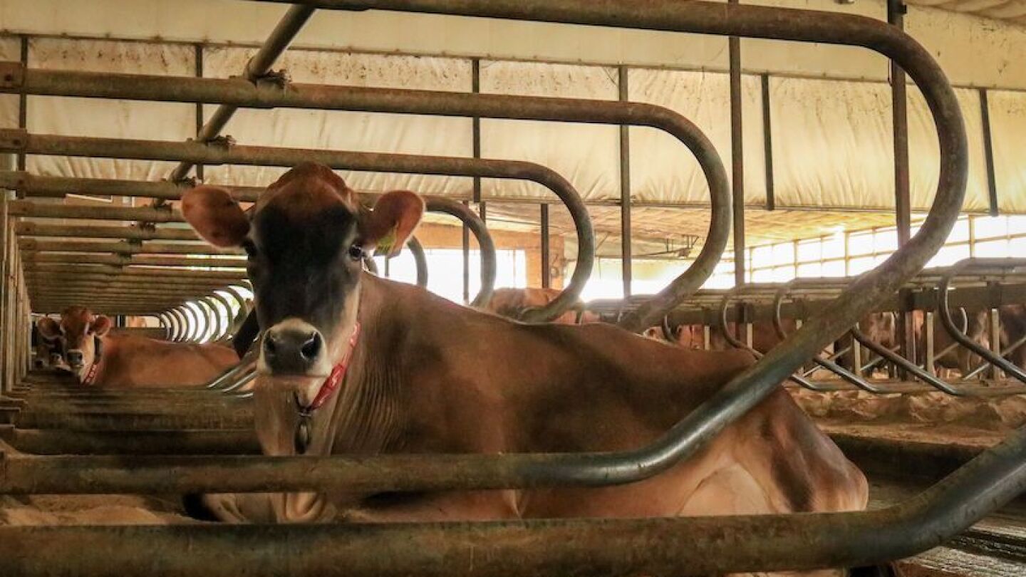 Dry-cow Rumination Could be a Helpful Predictor for Postpartum Health ...