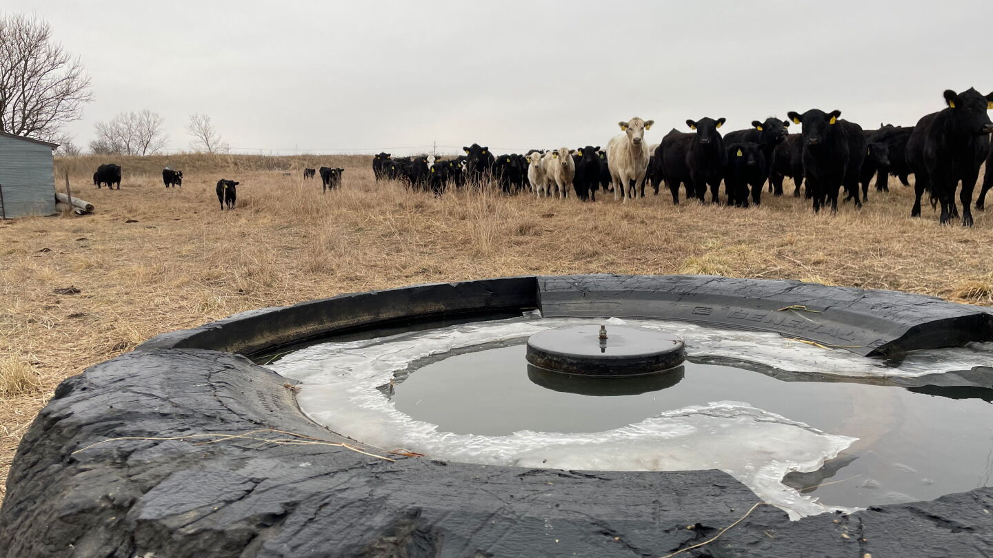 Weather the Freeze: 3 Tips to Ensure Cattle Have Winter Water Access ...