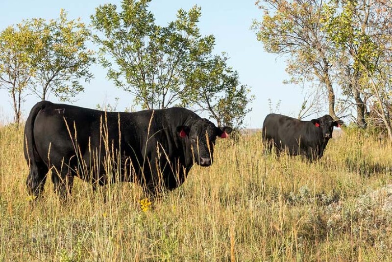 Old Bulls Bring New Genetic Benefits To Light - Drovers