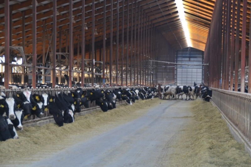 From Farm to Fortune: Discover South Dakota’s Dairy Surge - Dairy Herd