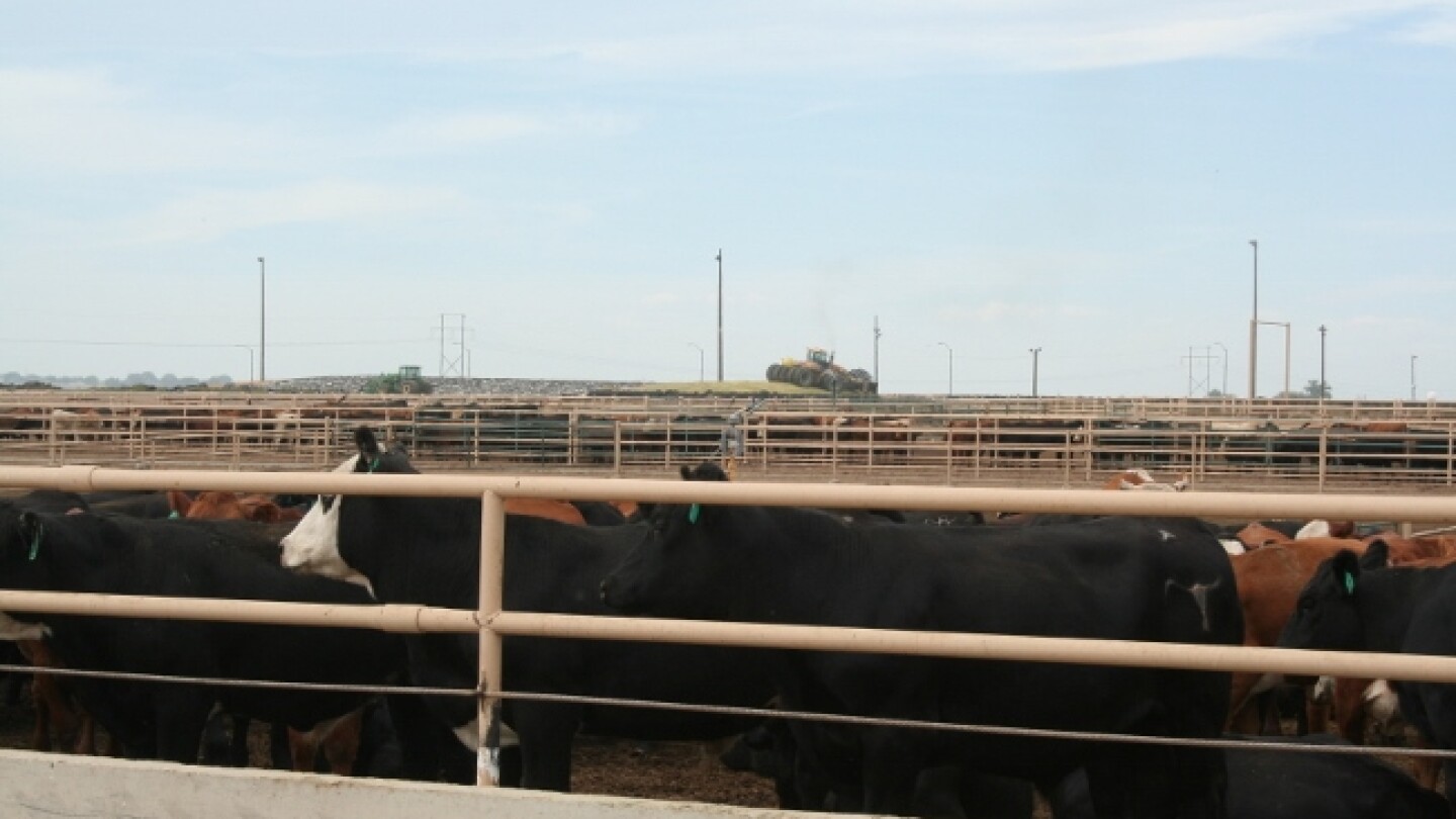 New TB Tests Could Enable More Cow Vaccination - Drovers