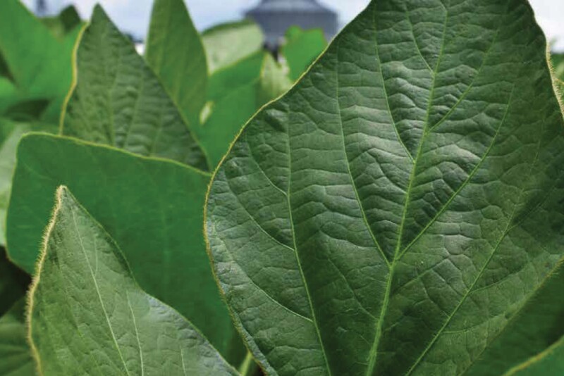 Understand and utilize foliar nutrients effectively to improve yield ...