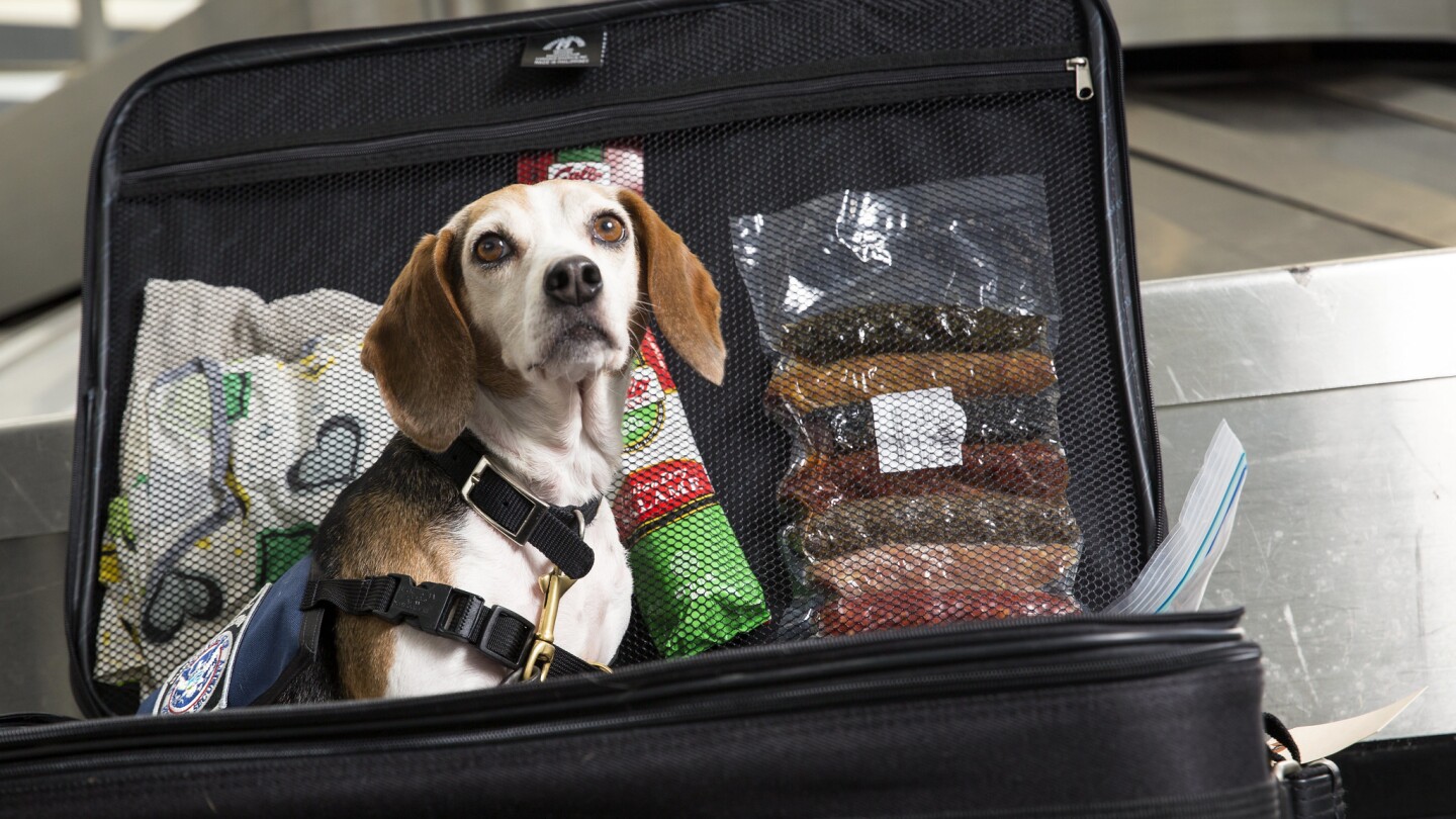 Senators Push for More "Bark" to Keep Foreign Animal Disease Out