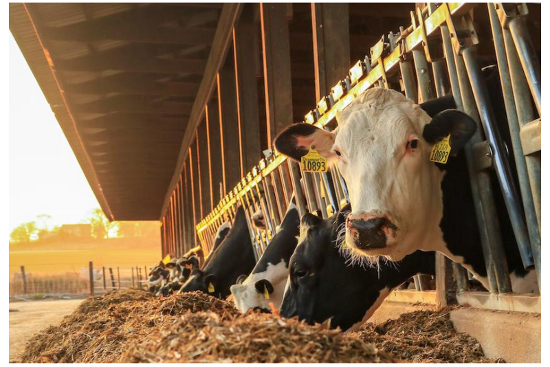 Culling Ratios Reveal the Value of Your Herd's Health - Dairy Herd