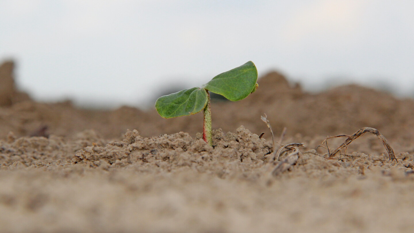 NCC forecasts 2026 cotton acreage to drop for second straight year ...