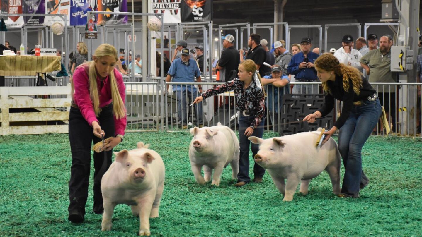9 Livestock Showmanship Tips for Success - Pork Business