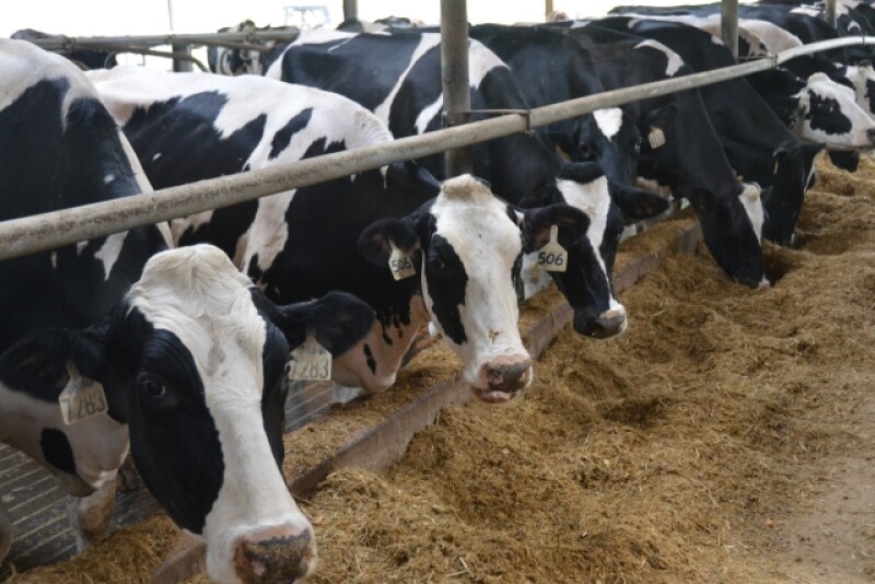 Making Sense of Feed Efficiency - Dairy Herd Management