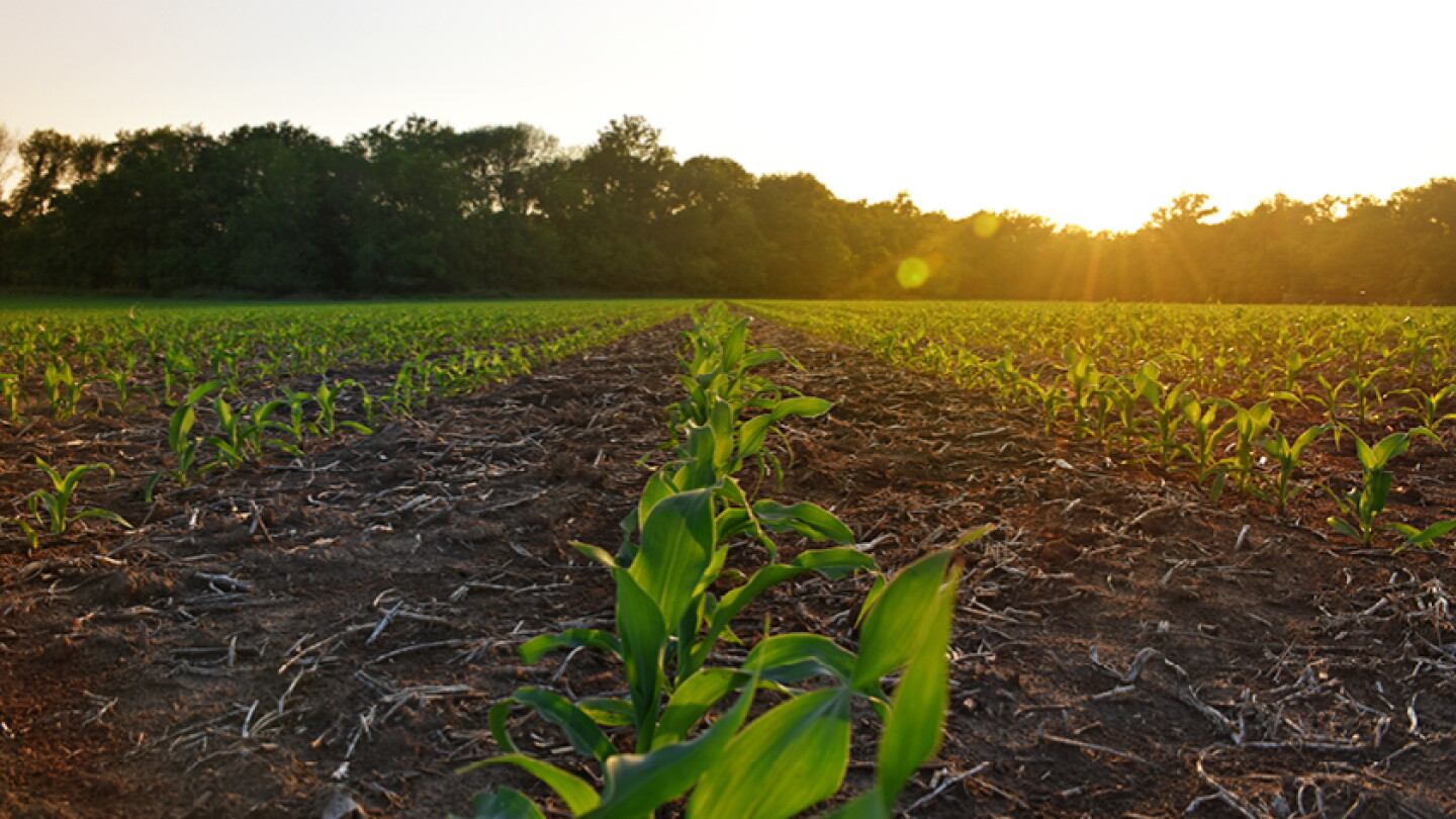 Corn, soybean and spring wheat CCI ratings decline - Pro Farmer