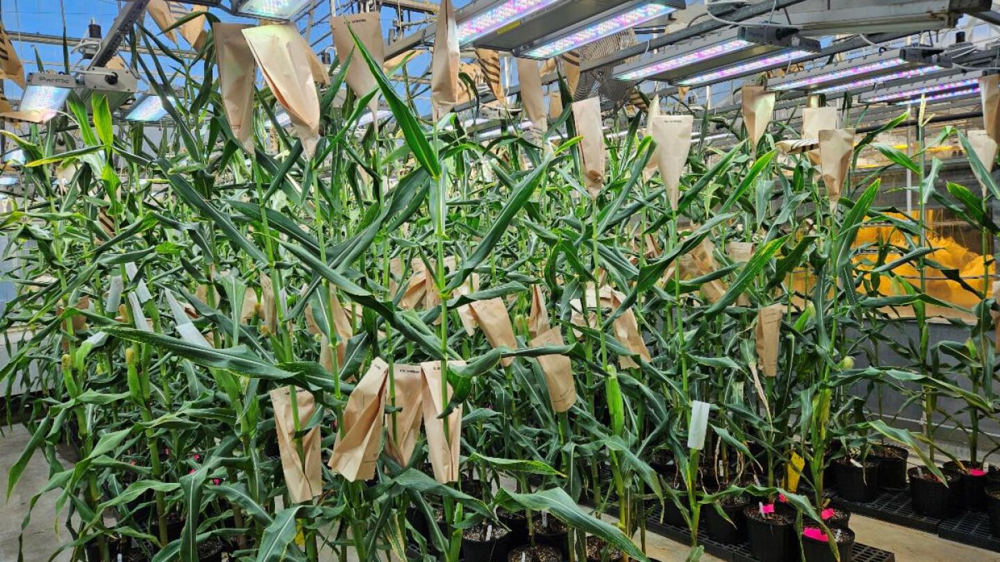 New Technology To Increase Carbon And Sunlight Capture In Corn - The ...