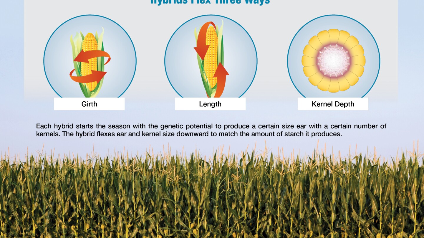 Understanding Ear Flex - AgWeb