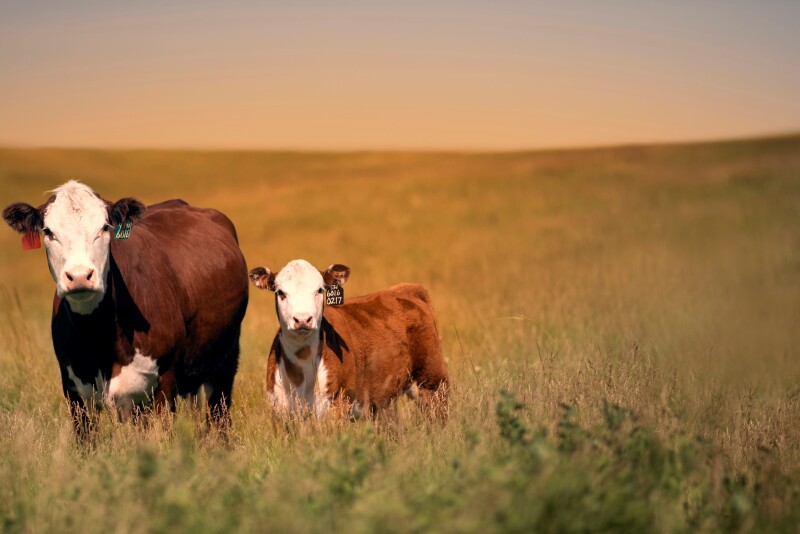 Effective Parasite Management in Beef Calves - Bovine Vet