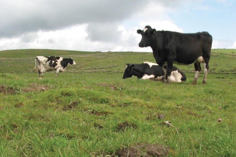Settlement Reached Over Cattle Grazing on Point Reyes - Dairy Herd