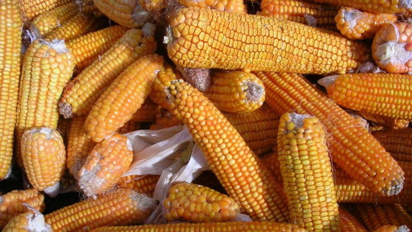 National Corn Yields Often Drop When Planted Acreage Is High. Will 2025 ...