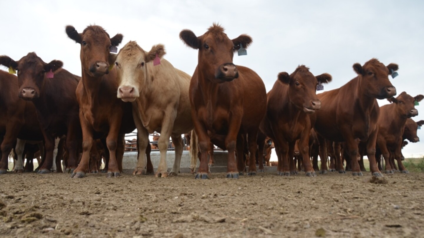 Cattle Inventory By Number: How Does It Compare?