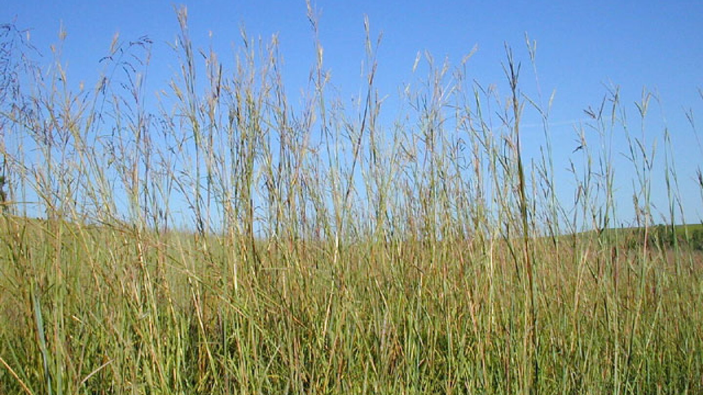 Establishing Native Grasses - Drovers