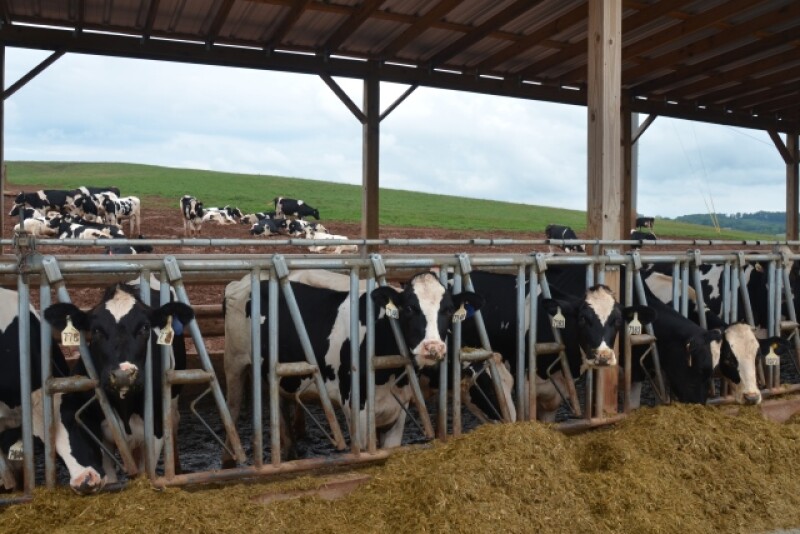 Well-Grown Heifers Bring More Value - Dairy Herd Management