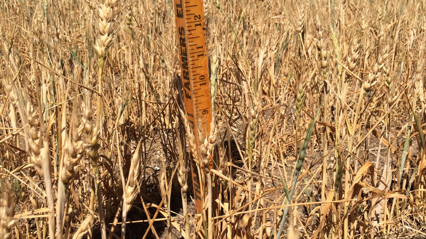 Wild Weather This Week Could Bring Needed Drought Relief to Withered ...