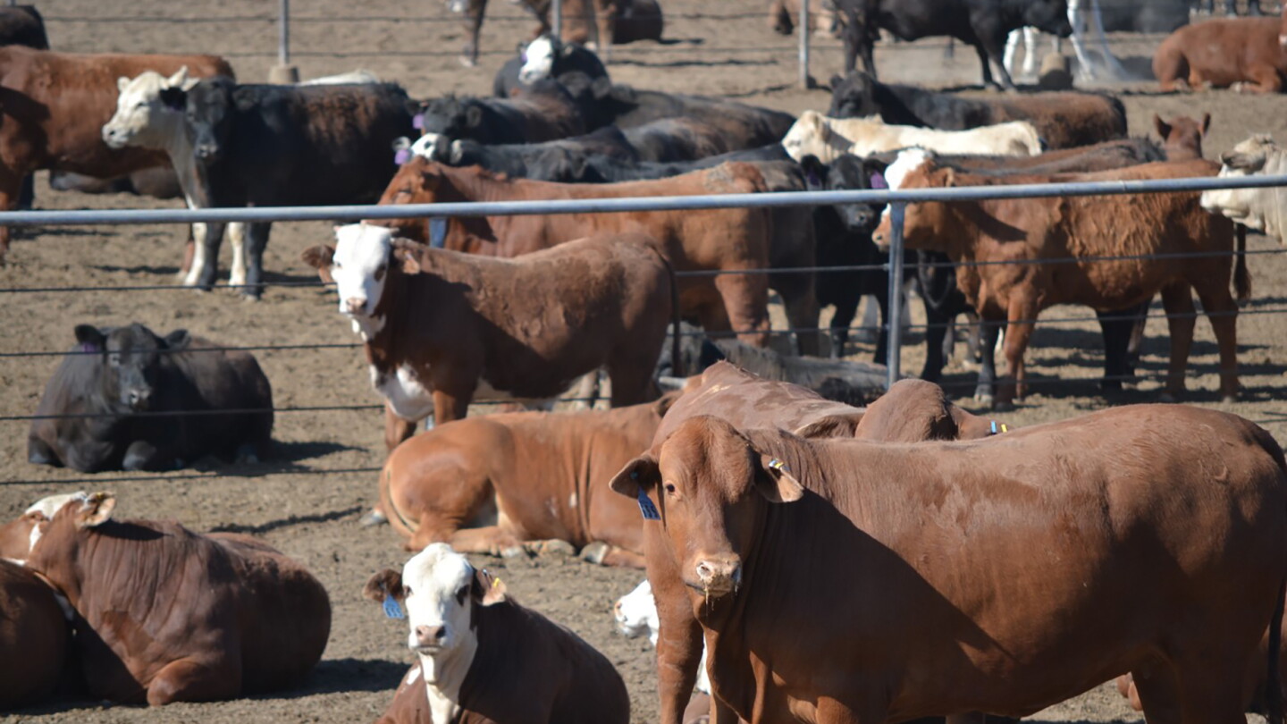 Know the Signs of EHD in Livestock - Drovers