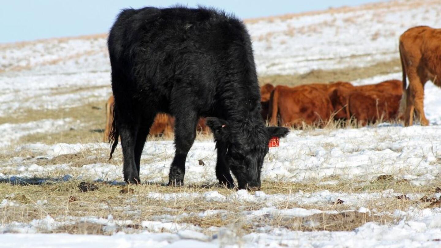 Derrell Peel: 'We interrupt this La Niña with an early winter storm ...