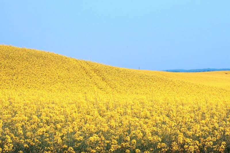 canada's breadbasket