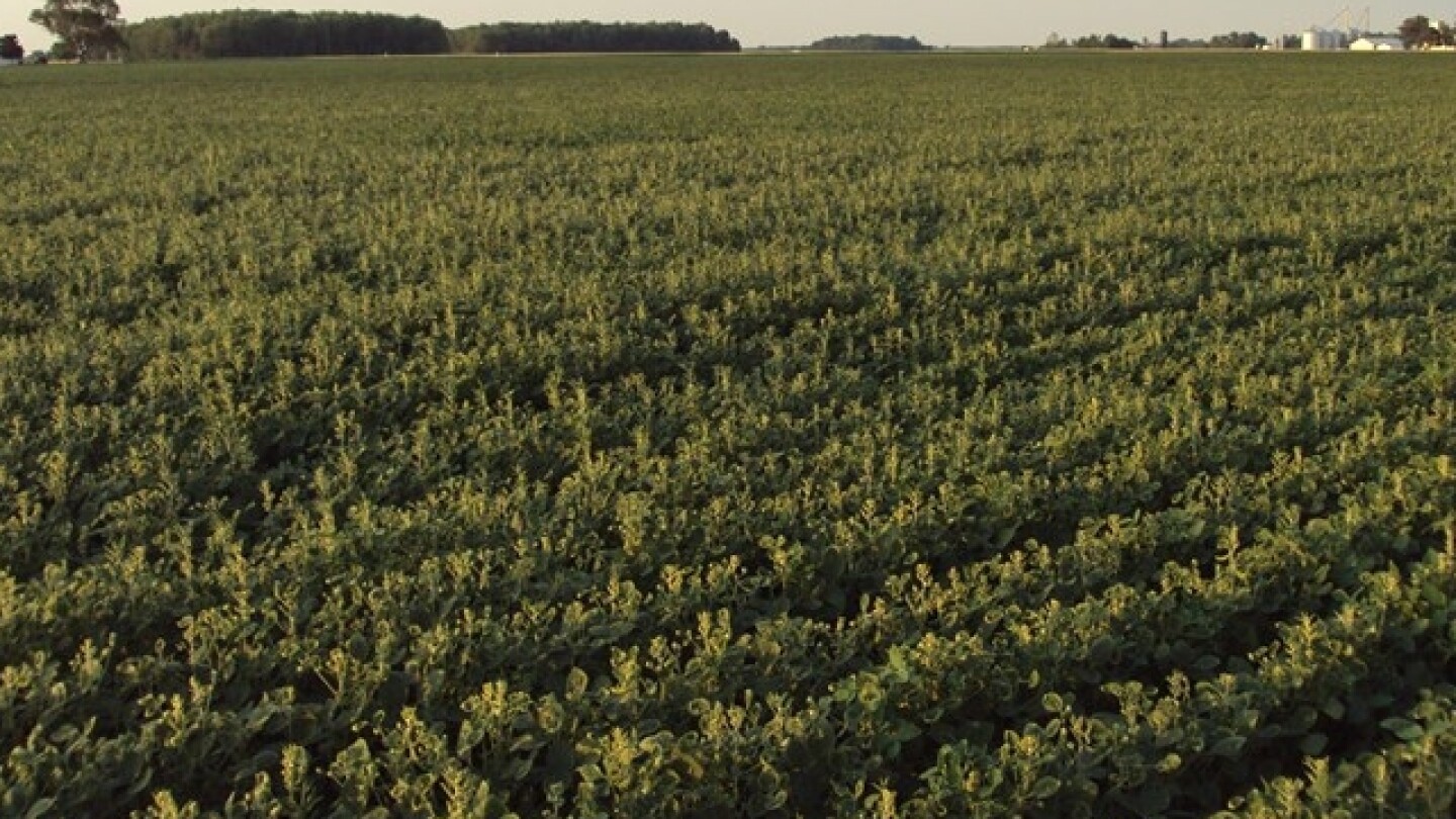 A Guide To Your Dicamba Label - AgWeb