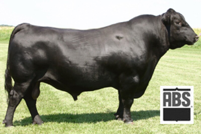 abs cattle