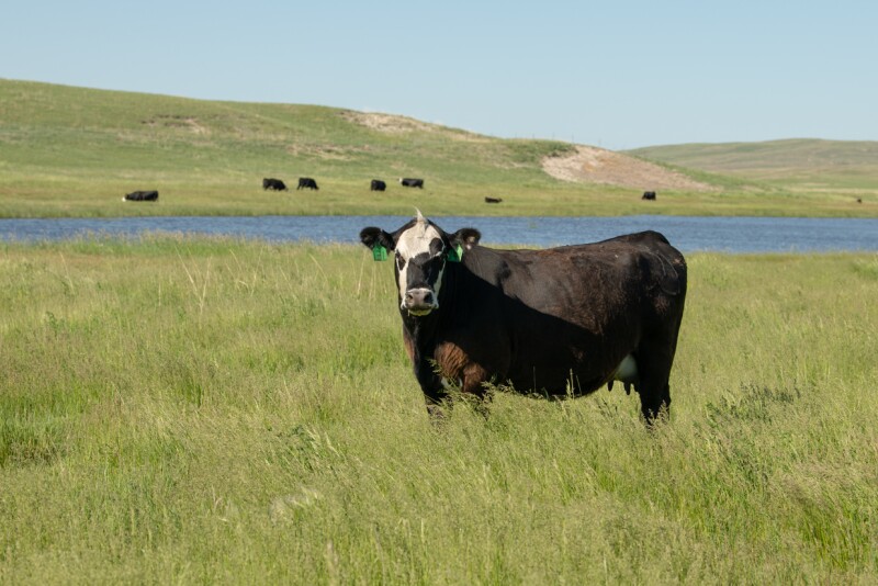 Envu Introduces New Features Within the RangeView™ Digital Rangeland ...