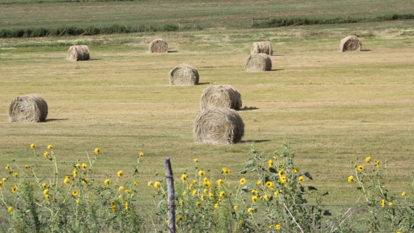 Early Hay Harvest and Fertilizing Meadows - Dairy Herd