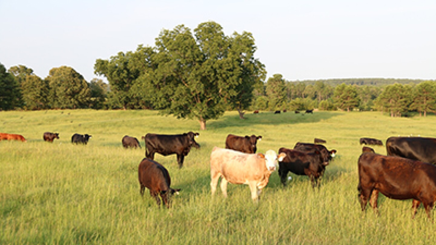 Kansas State Releases New Record-Keeping App For Cattle