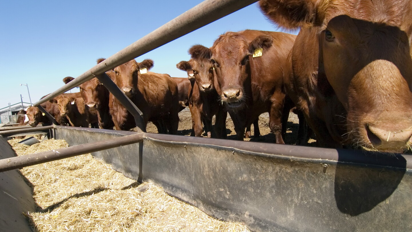 FDA Approves Two Medications Used in Combination for Cattle Feeding ...